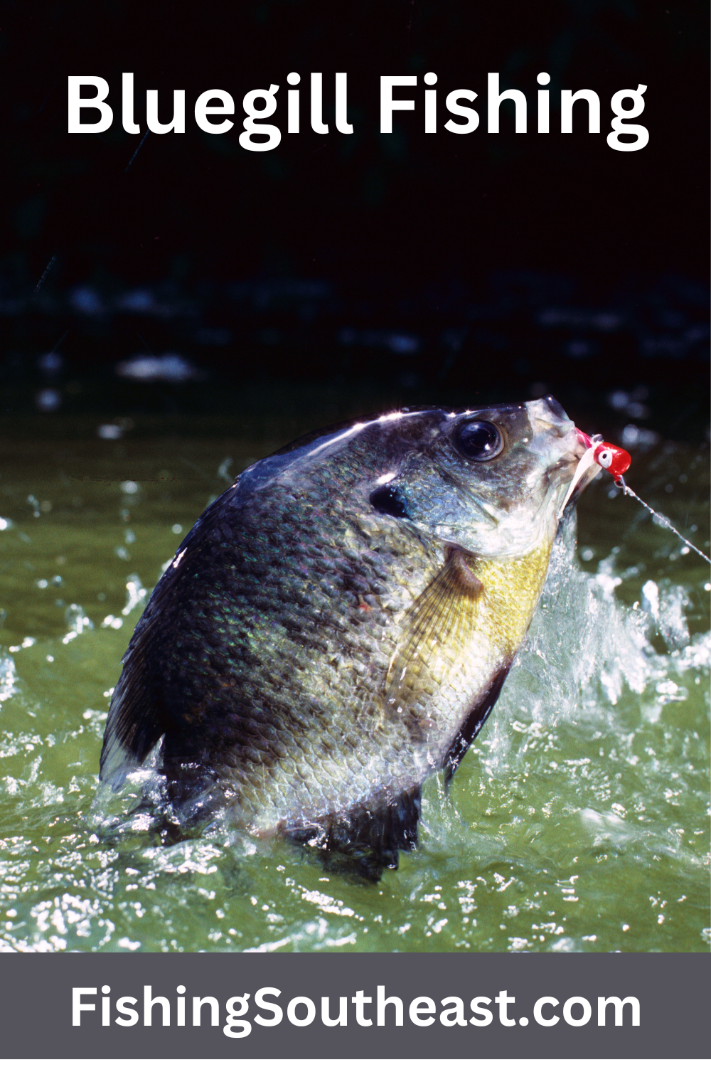 Bluegill Fishing - Fishing Southeast