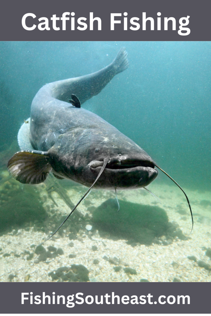 Catfish Fishing - Fishing Southeast